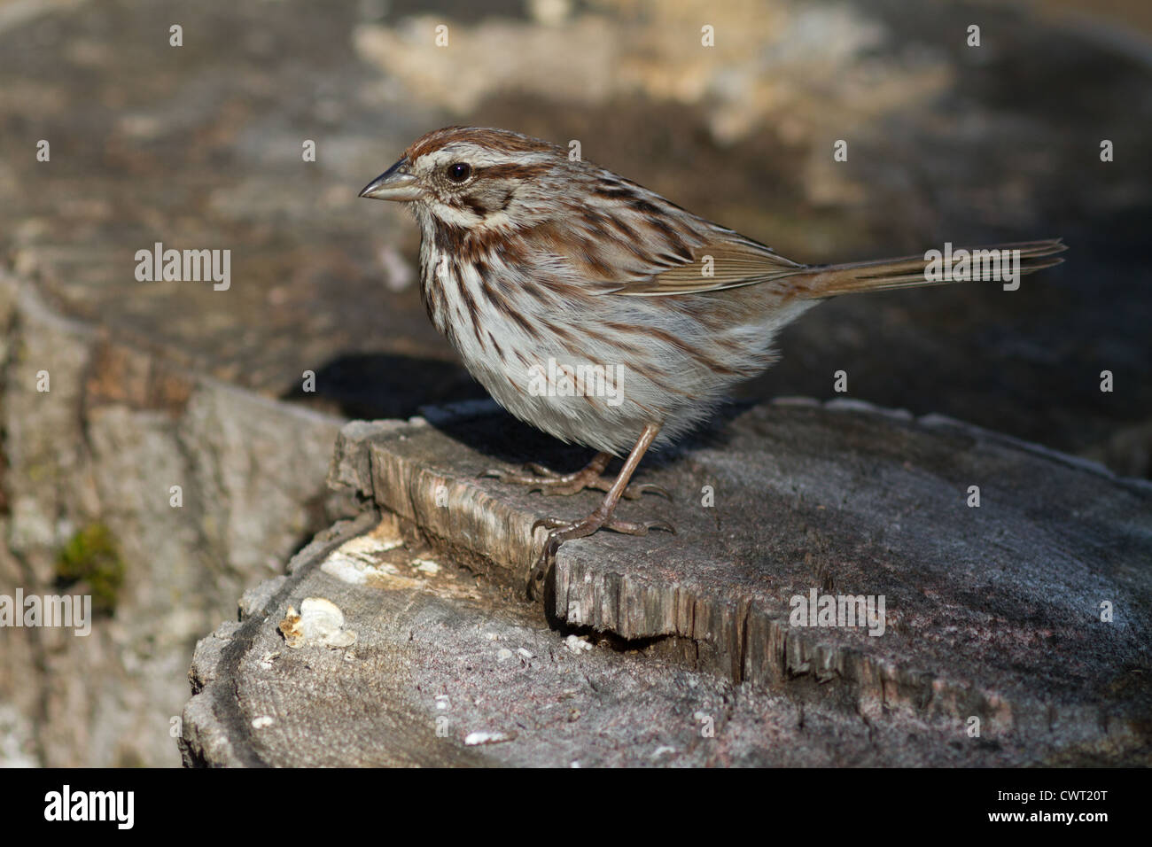 North american native sparrow hi-res stock photography and images - Alamy