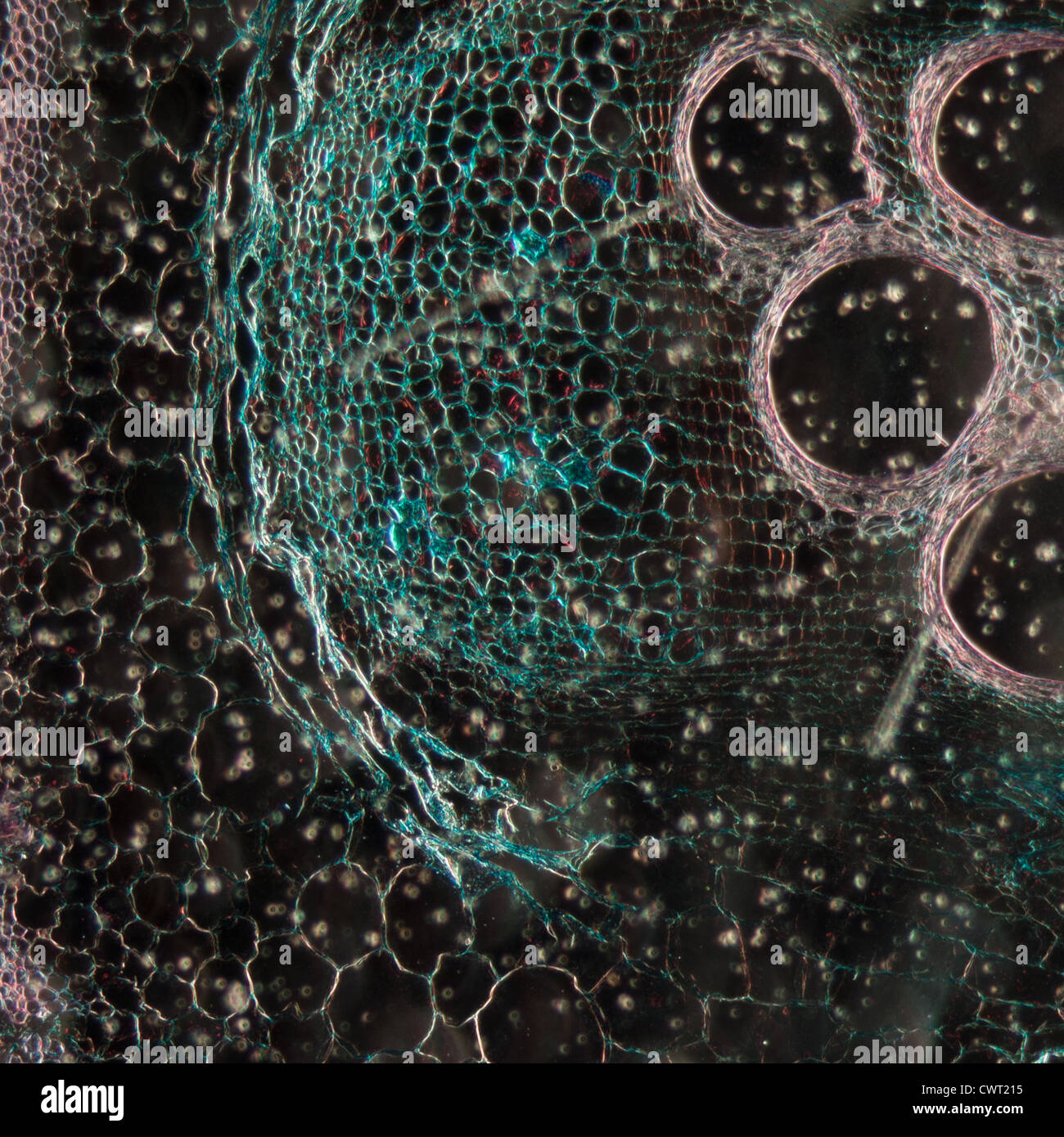 Microscopy micrograph plant tissue hi-res stock photography and images ...
