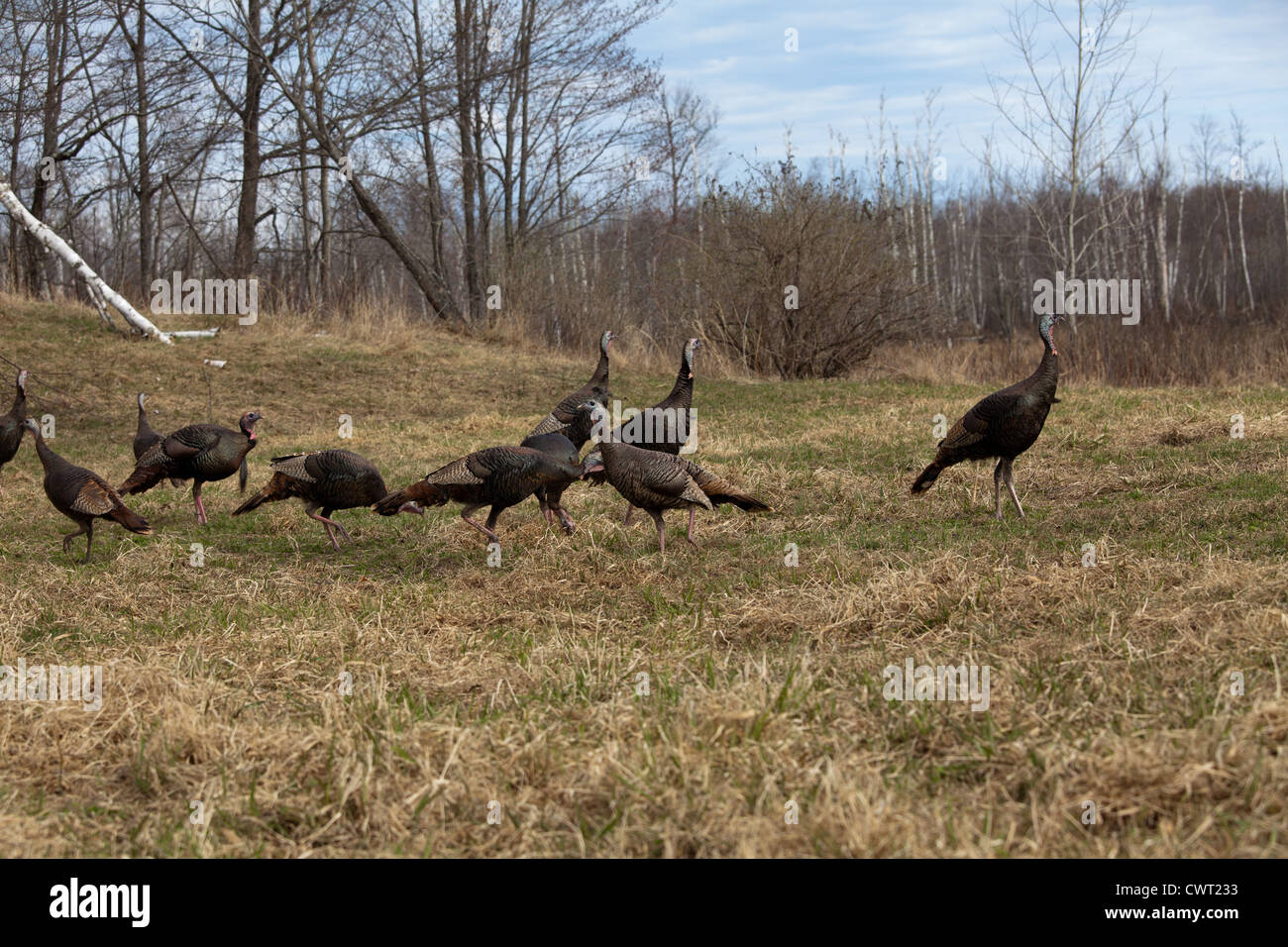 Turkey meleagris flock galliformes hi-res stock photography and images ...