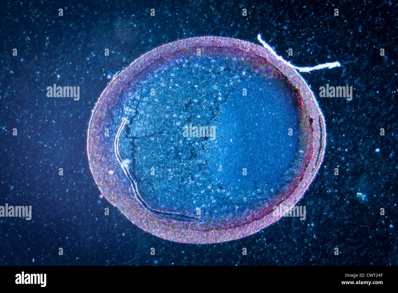 Frog anatomy hi-res stock photography and images - Alamy