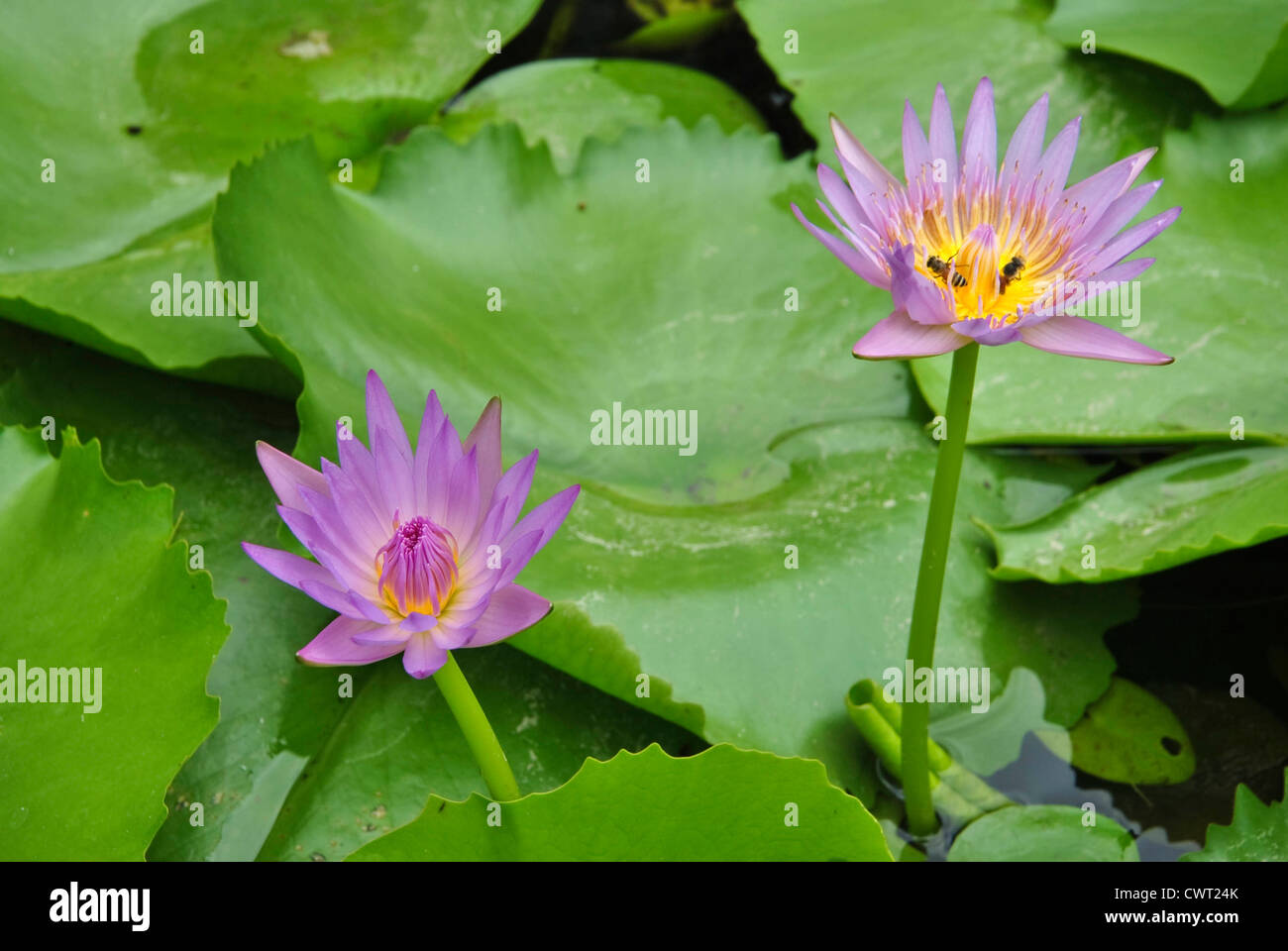 lotus flower blossom Stock Photo - Alamy