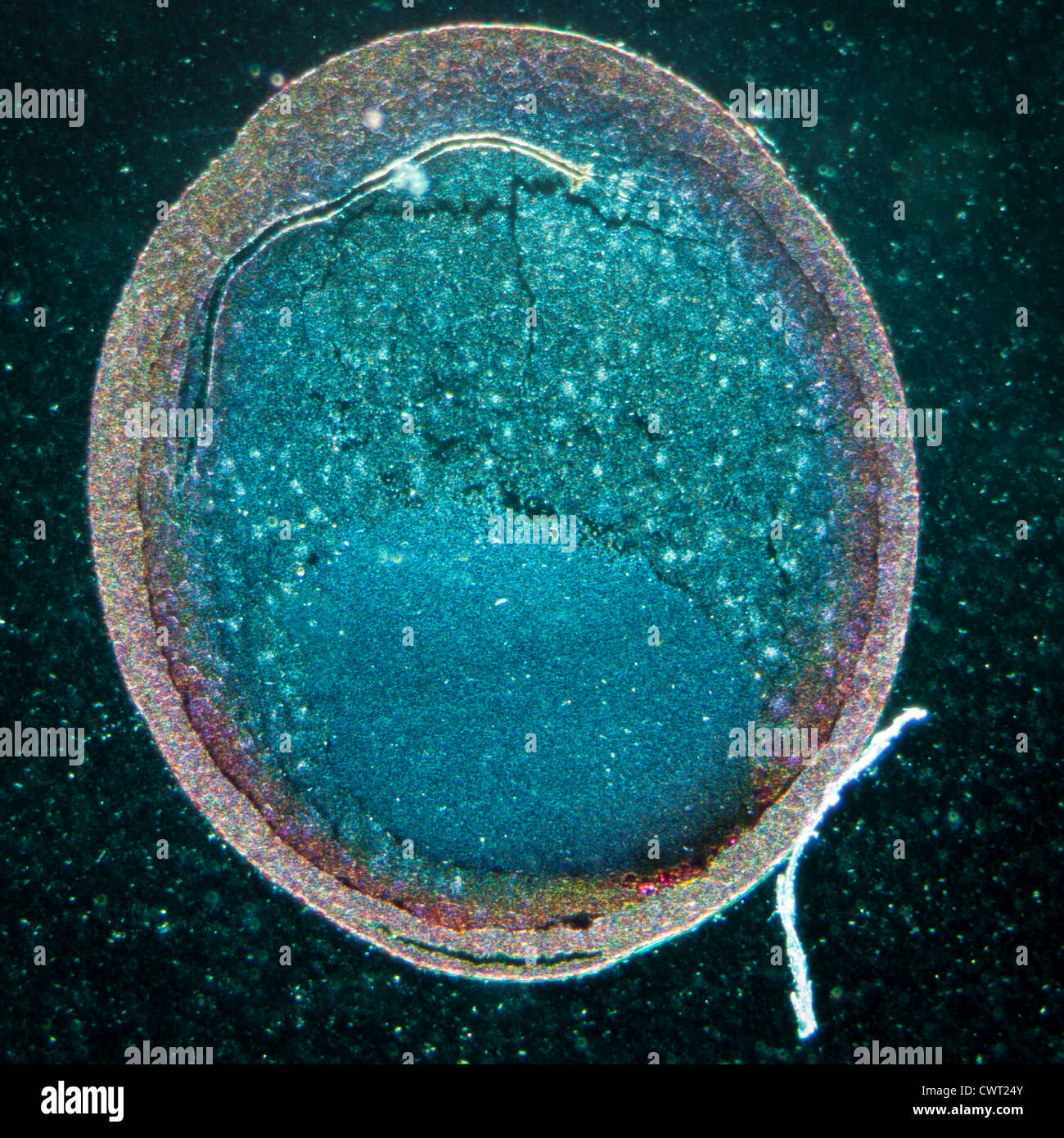 science microscopy micrograph cleavage stage of frog egg Stock Photo ...