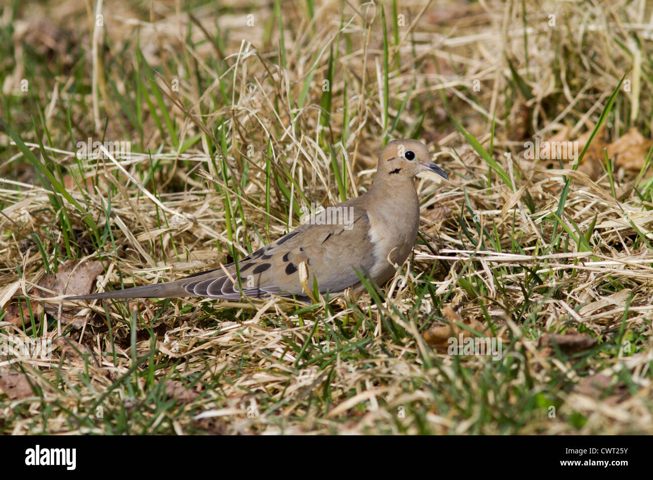 Ground dove coo hi-res stock photography and images - Alamy