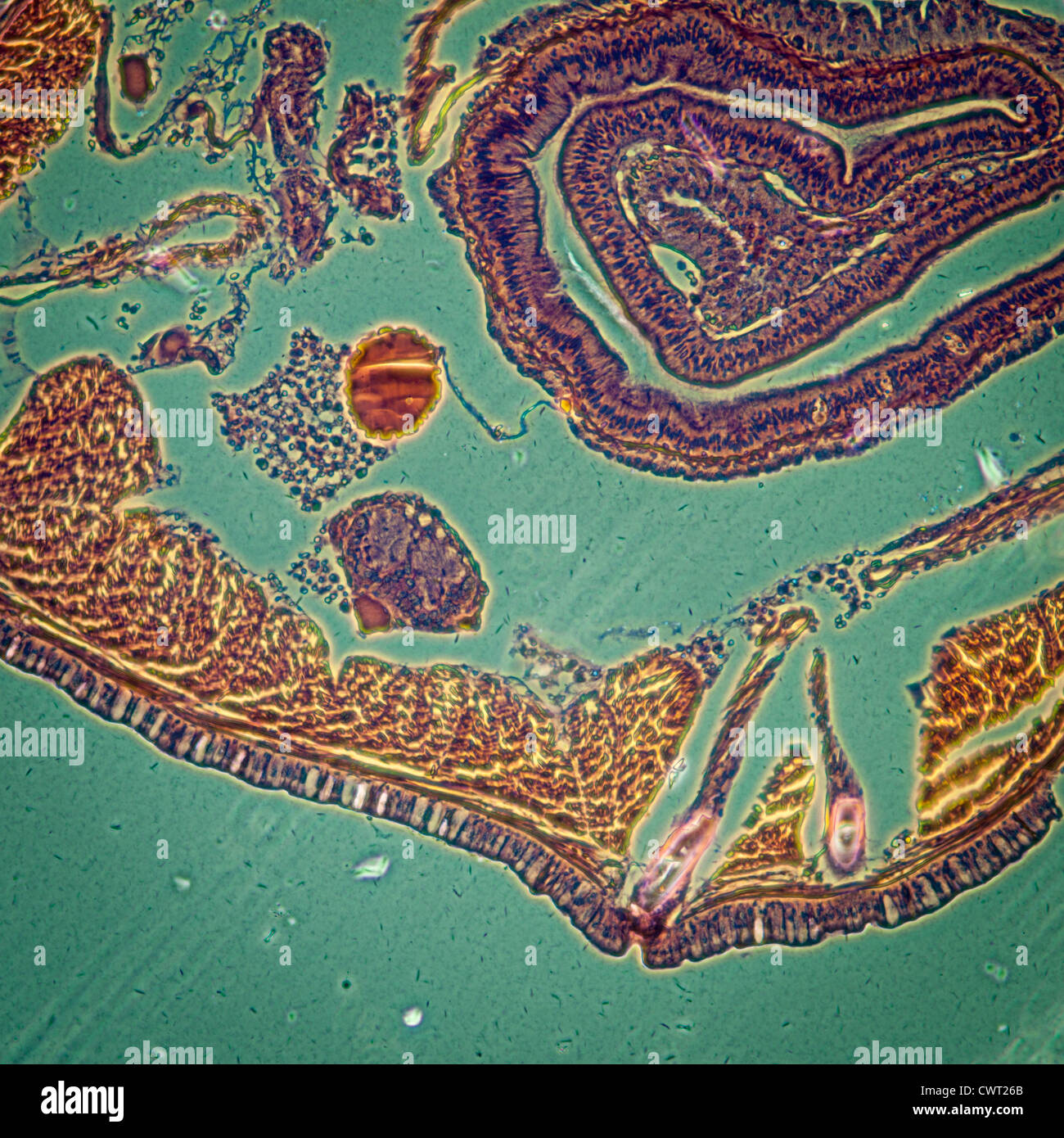 science microscopy micrograph earthworm crosscutting Stock Photo - Alamy