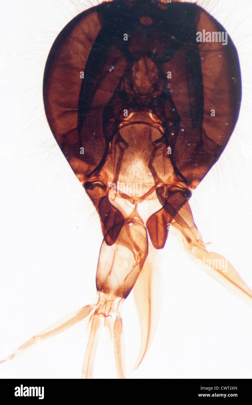 Animal cell micrograph hi-res stock photography and images - Alamy