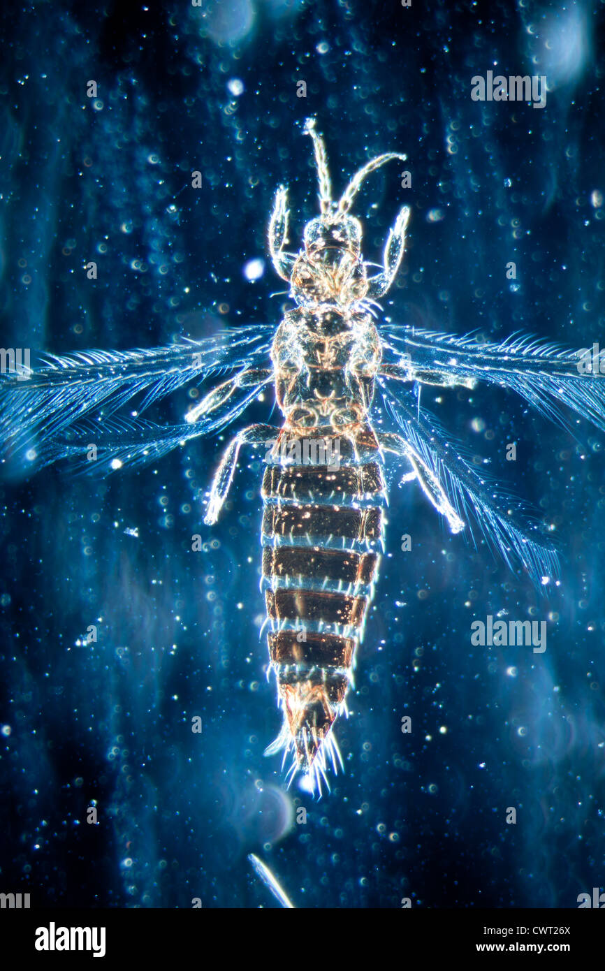 Animal cell micrograph hi-res stock photography and images - Alamy