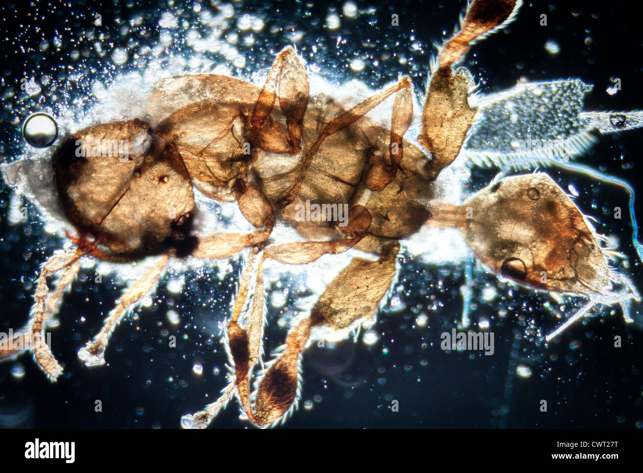 Animal cell light microscope hi-res stock photography and images - Alamy