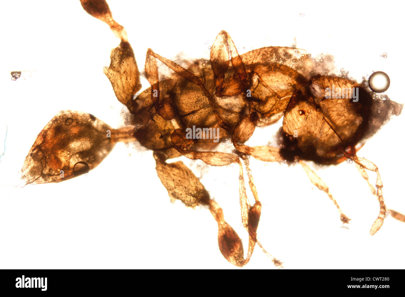 Animal cell micrograph hi-res stock photography and images - Alamy