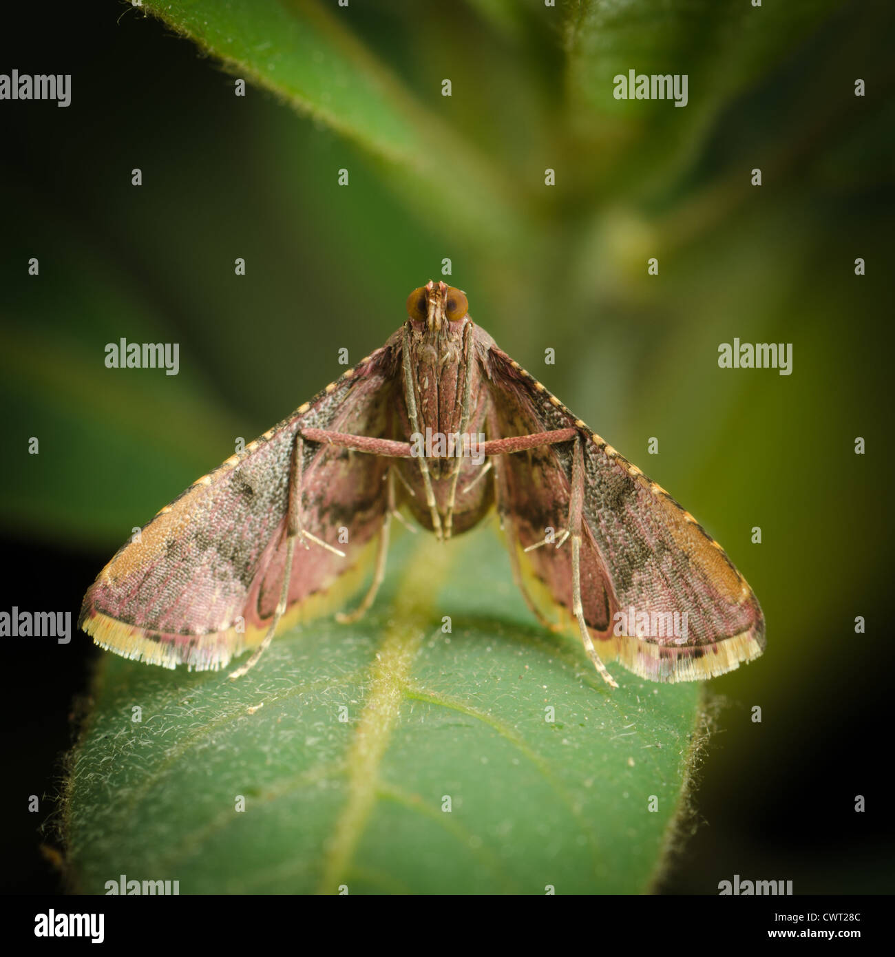 Insect moth hi-res stock photography and images - Alamy