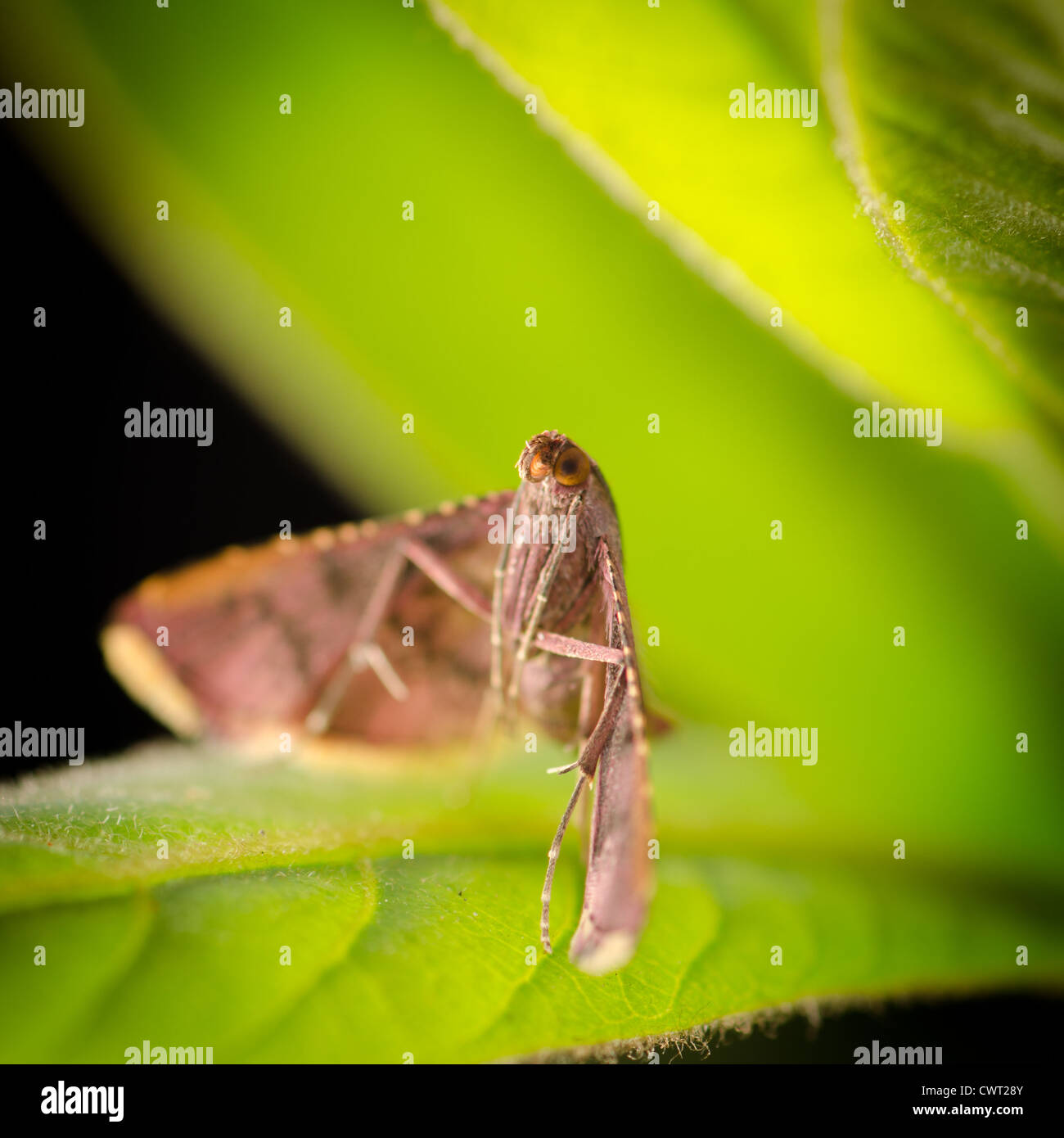 insect moth on green leaf Stock Photo - Alamy