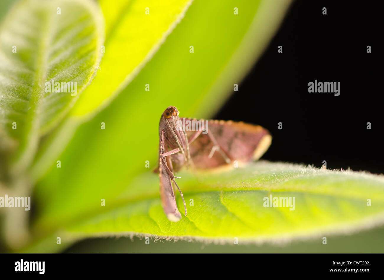 insect moth on green leaf Stock Photo - Alamy