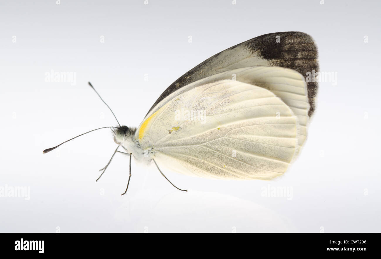 insect small white butterfly isolated Stock Photo - Alamy