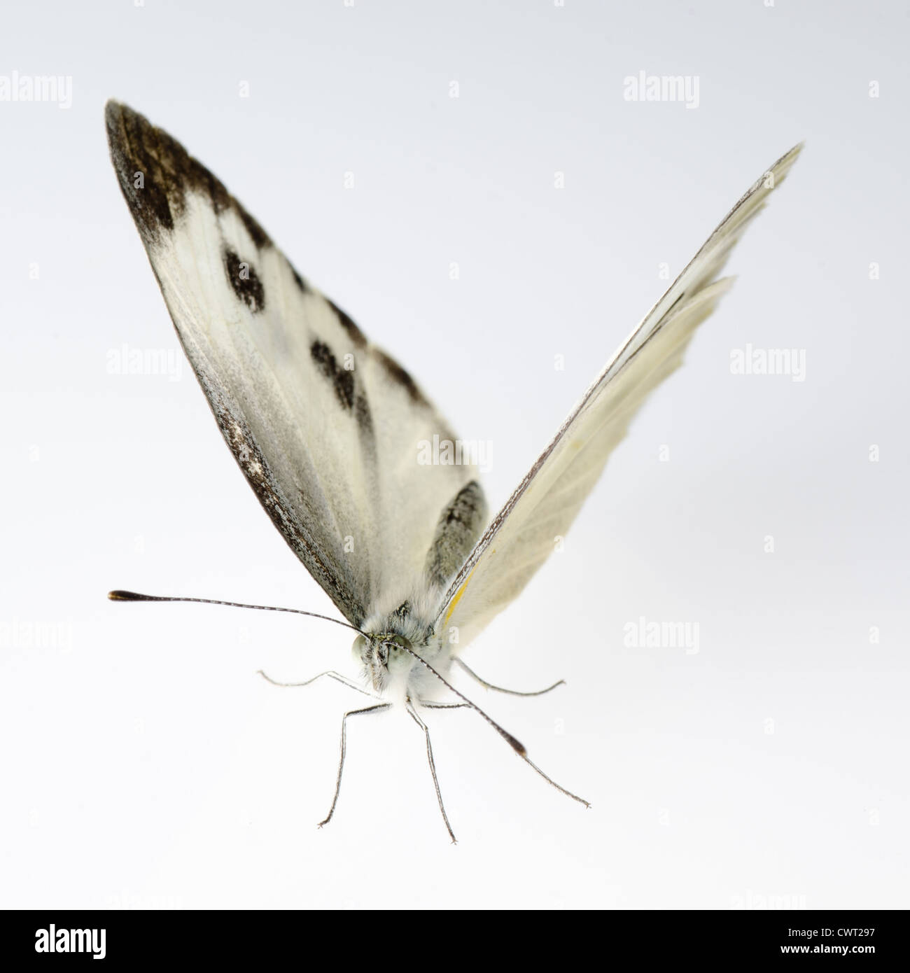 insect small white butterfly isolated Stock Photo - Alamy