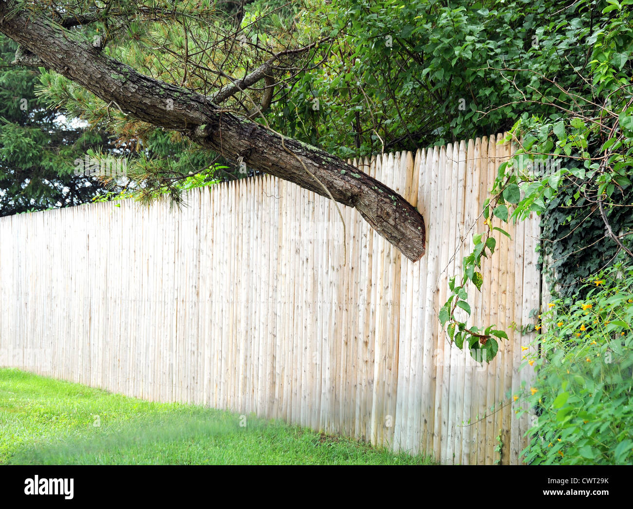 Tree in a fence Stock Photo - Alamy