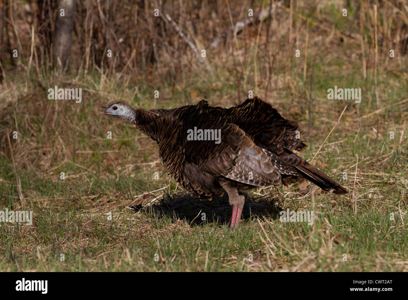 Eastern wild Turkey Stock Photo - Alamy