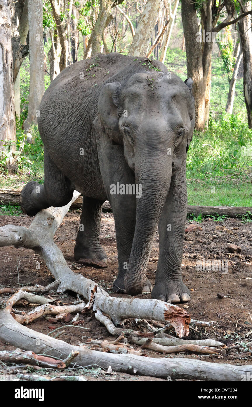Indian Elephant ( Elephas maximus indicus Stock Photo - Alamy