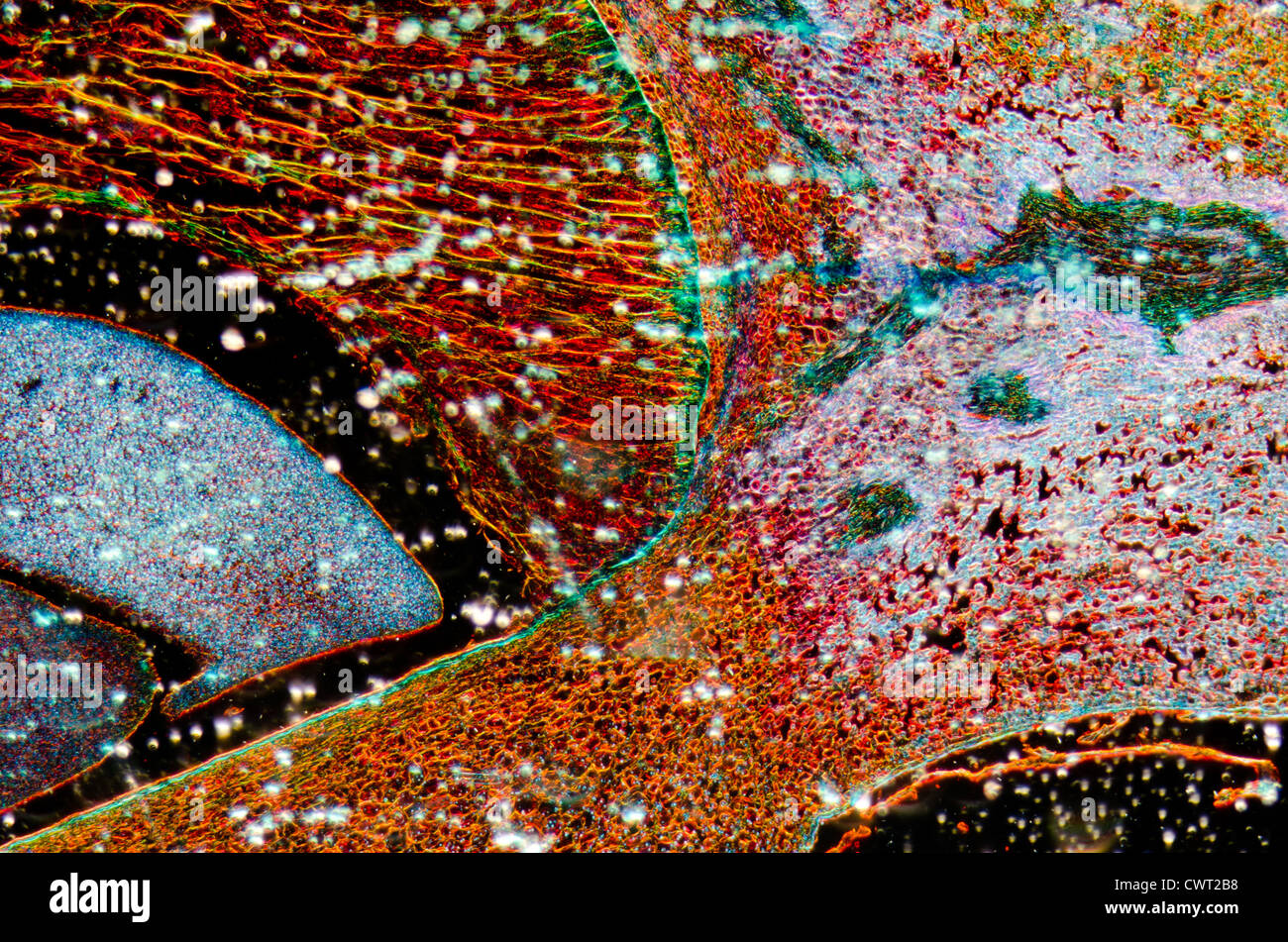 microscopy micrograph plant tissue, corn embryo Stock Photo - Alamy