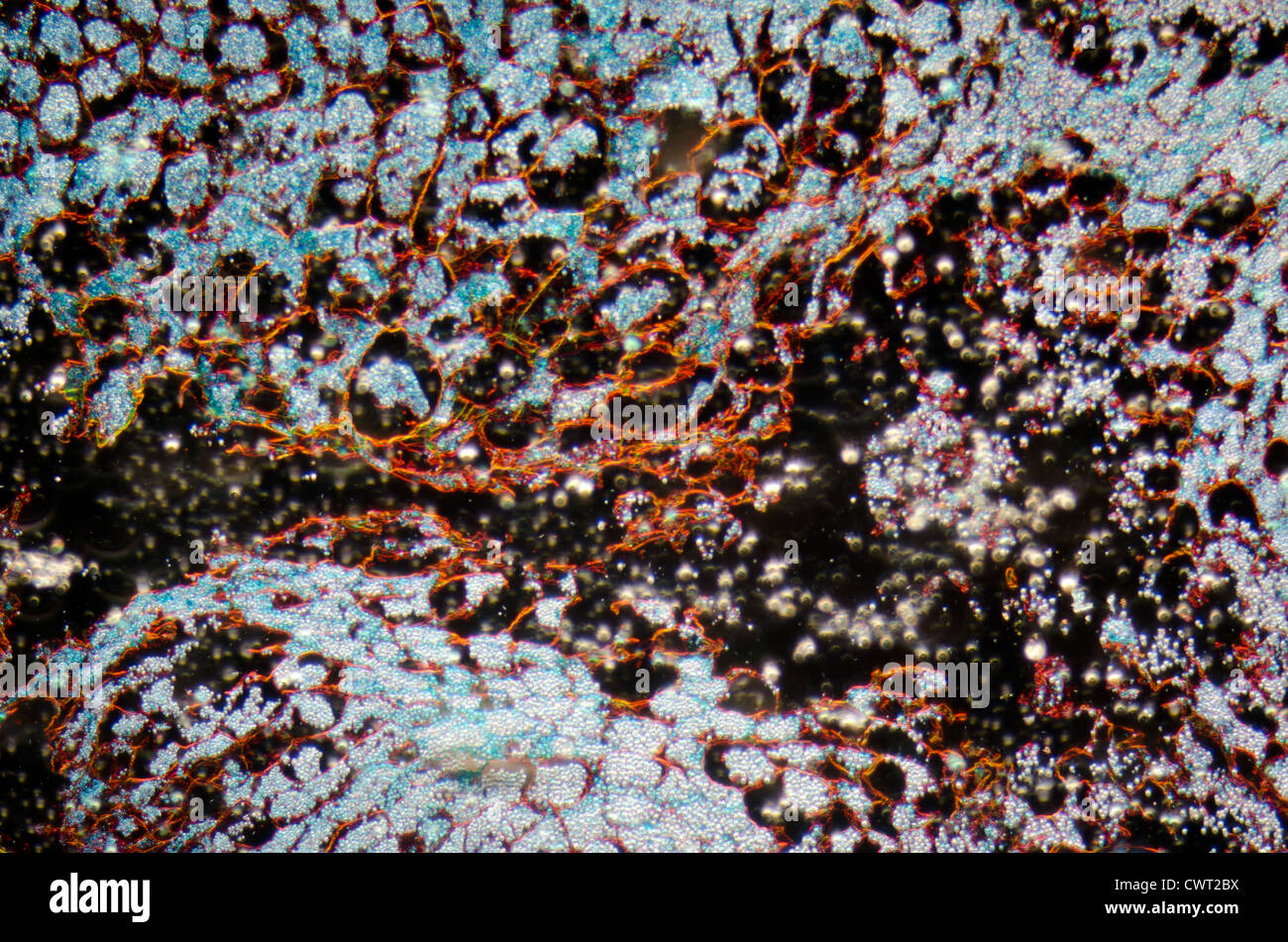 microscopy micrograph plant tissue, corn embryo Stock Photo - Alamy