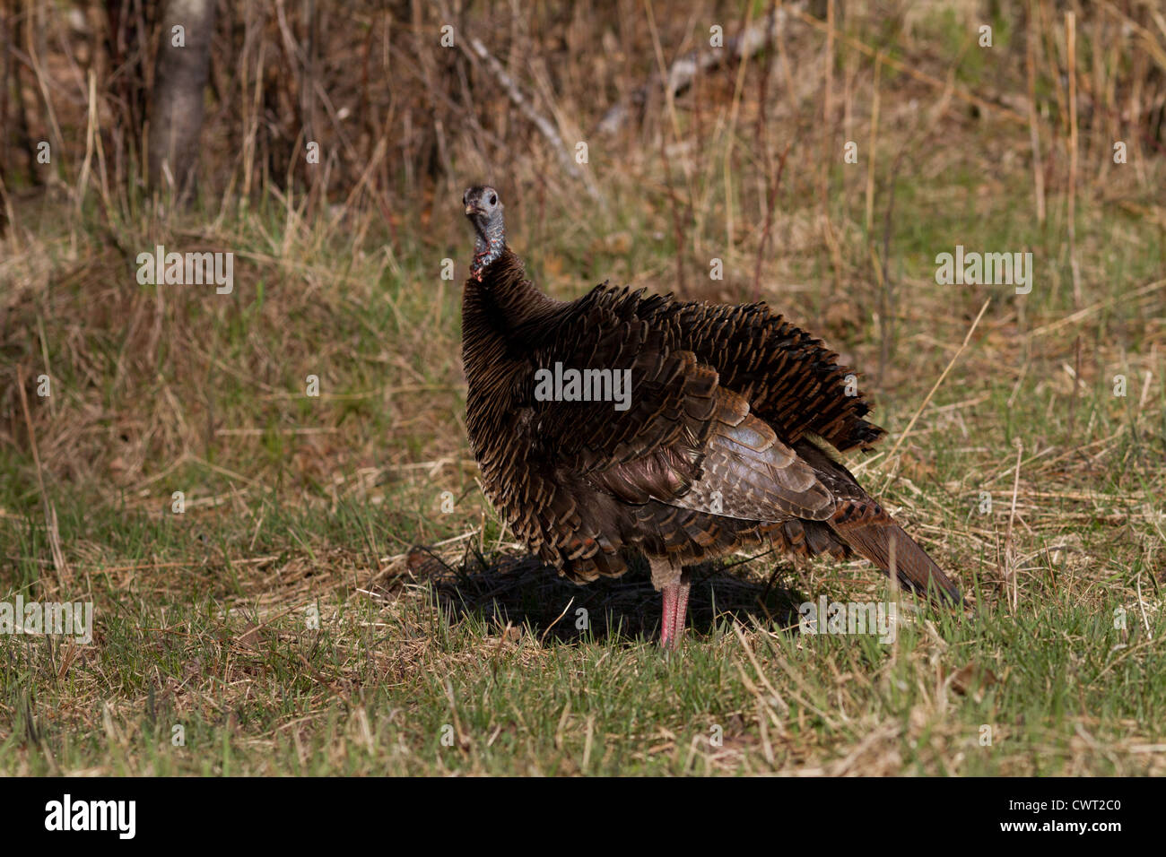 Eastern wild Turkey Stock Photo - Alamy