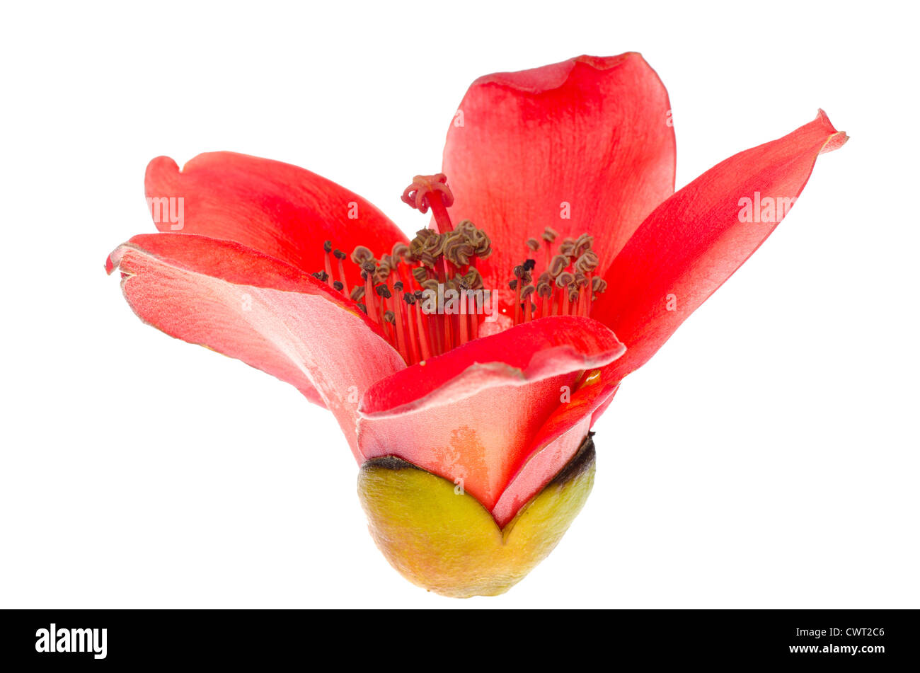 Bombax hi-res stock photography and images - Alamy