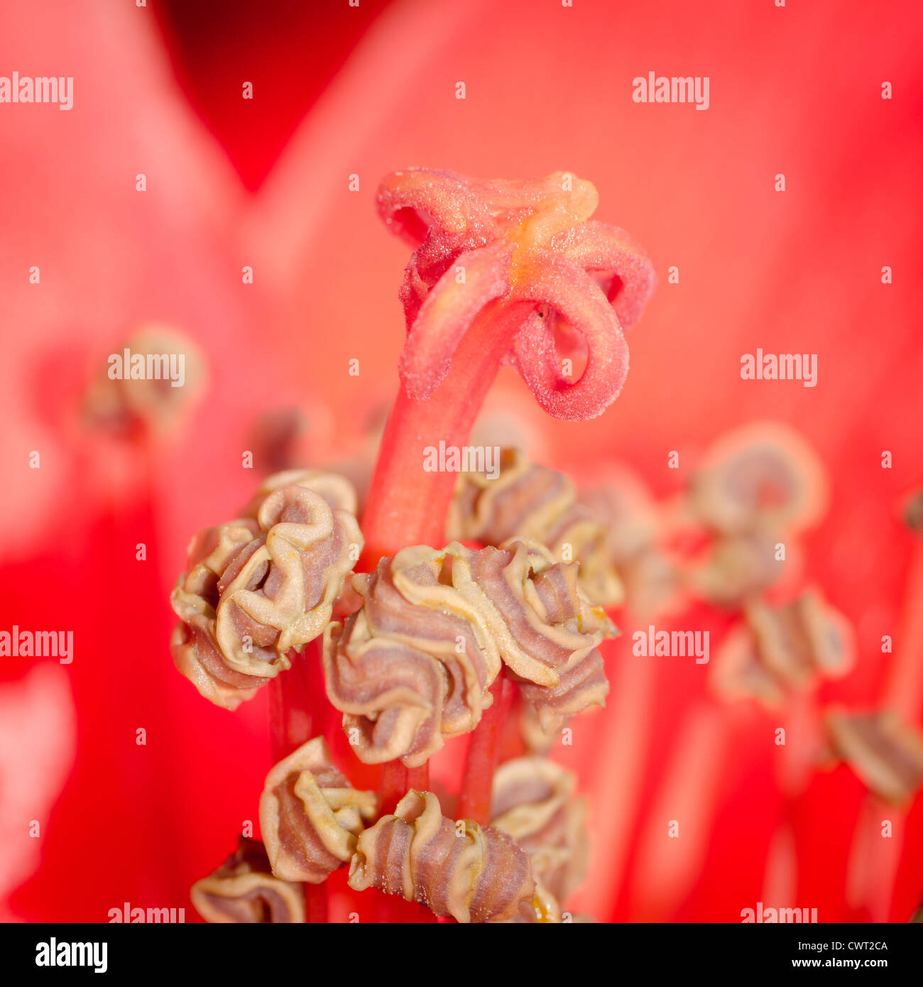 Bloom bombax ceiba tree hi-res stock photography and images - Alamy