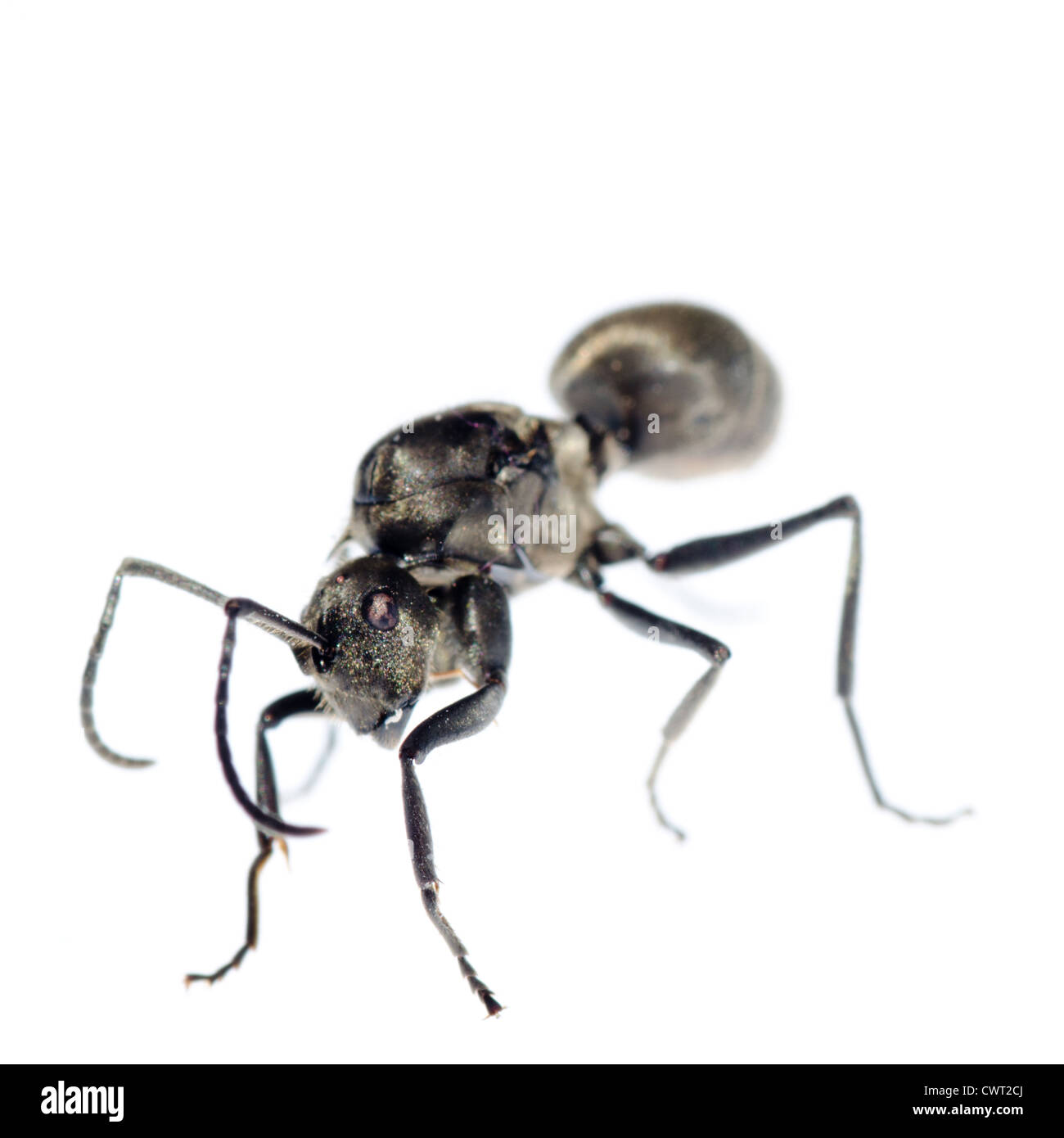insect ant isolated on white Stock Photo - Alamy