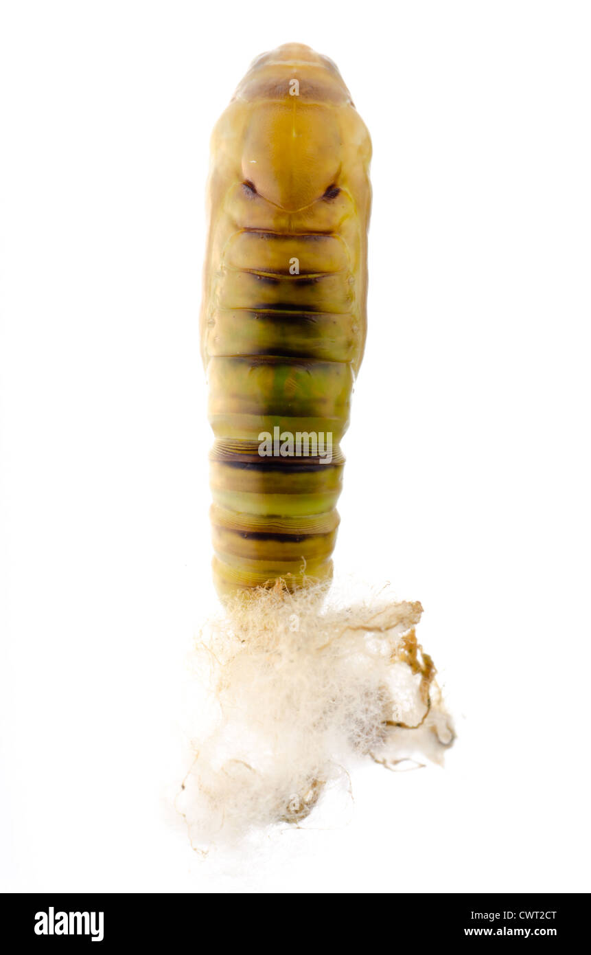 insect green moth cocoon isolated on white Stock Photo - Alamy