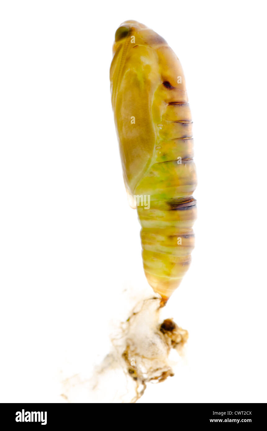 insect green moth cocoon isolated on white Stock Photo - Alamy