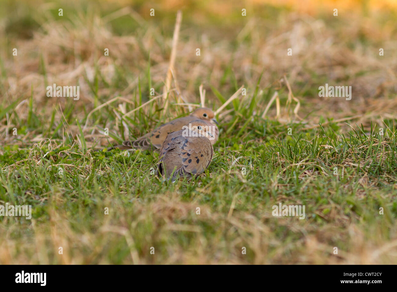Doves mating hi-res stock photography and images - Alamy