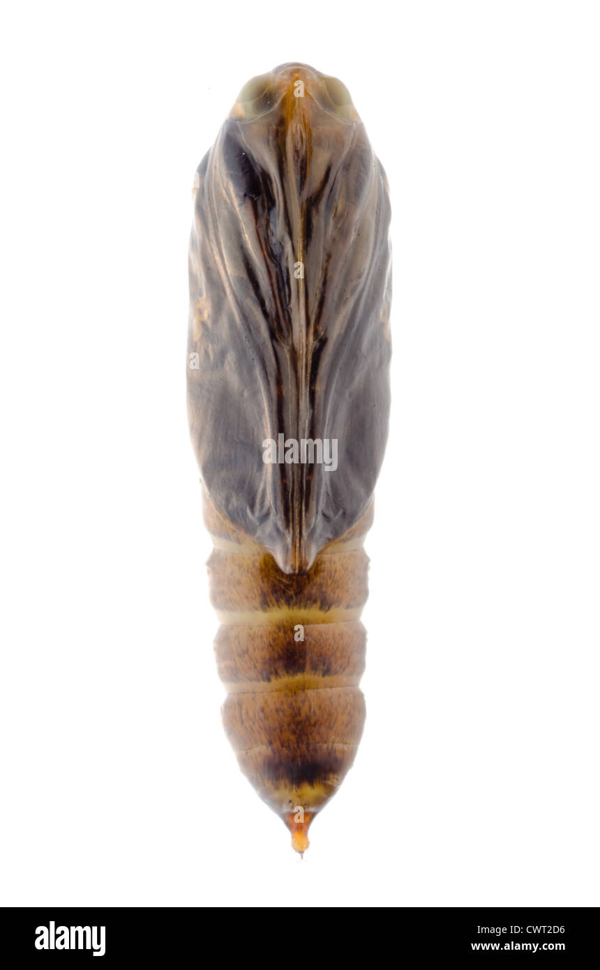 Yellow moth insect animal Cut Out Stock Images & Pictures - Alamy