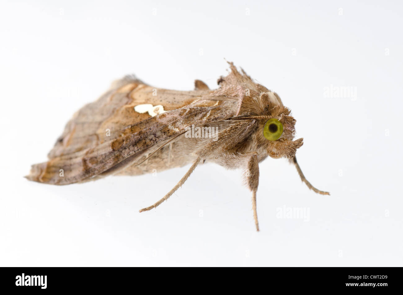 Snout moth hi-res stock photography and images - Alamy
