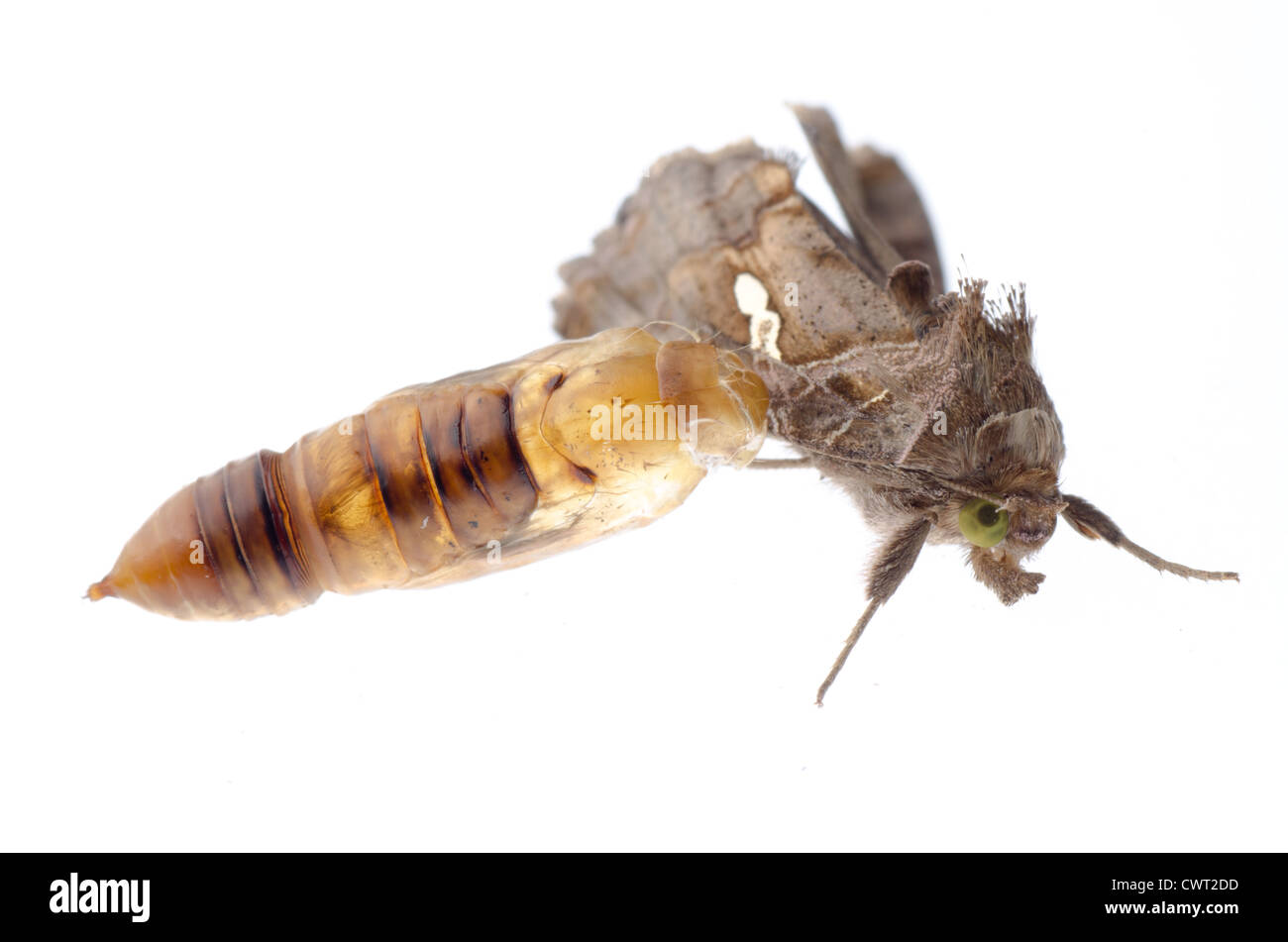 Moth insect closeup Cut Out Stock Images & Pictures - Alamy
