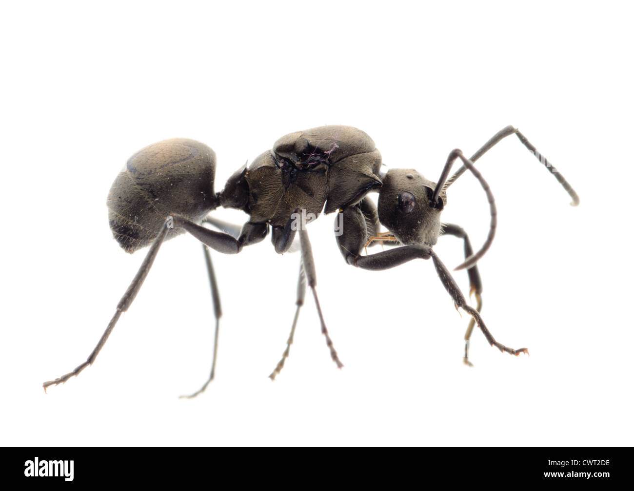 insect ant isolated on white Stock Photo - Alamy