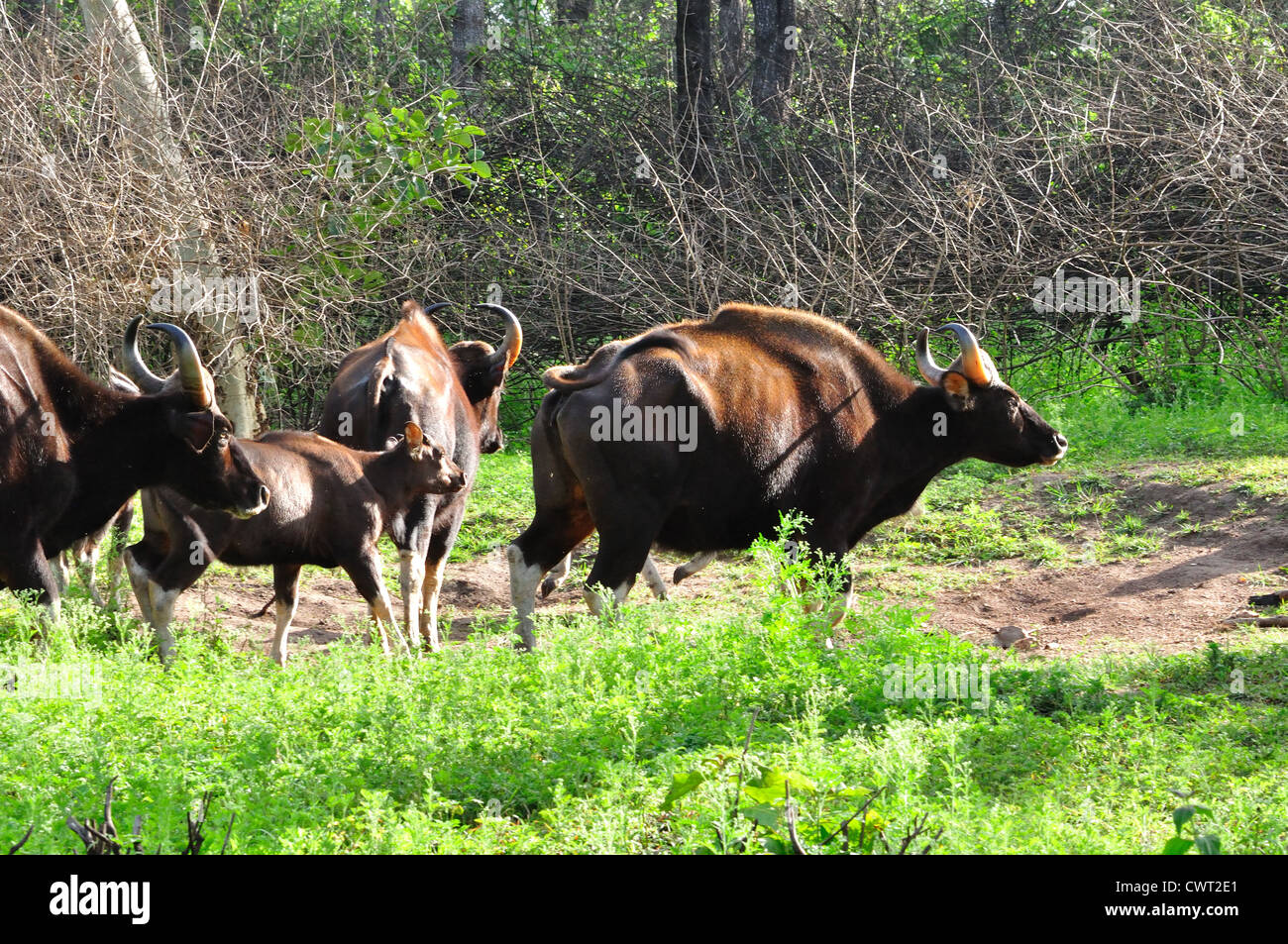 Indian Gaurs, Indian Bisons ( Bos gaurus Stock Photo - Alamy