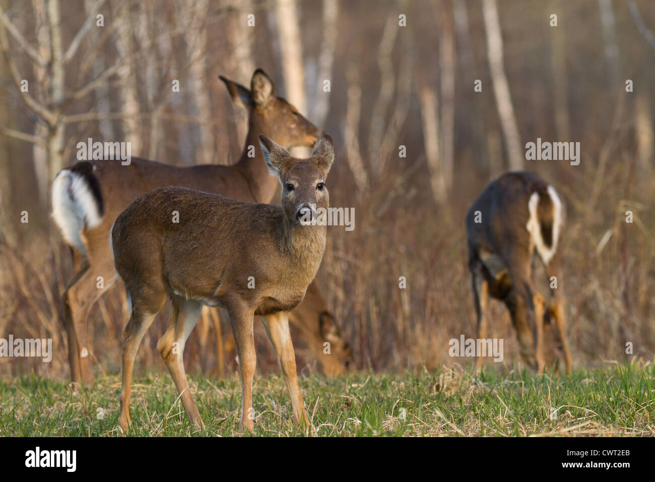 Whitetail deer whitetail deer yearling whitetail doe doe hi-res stock ...