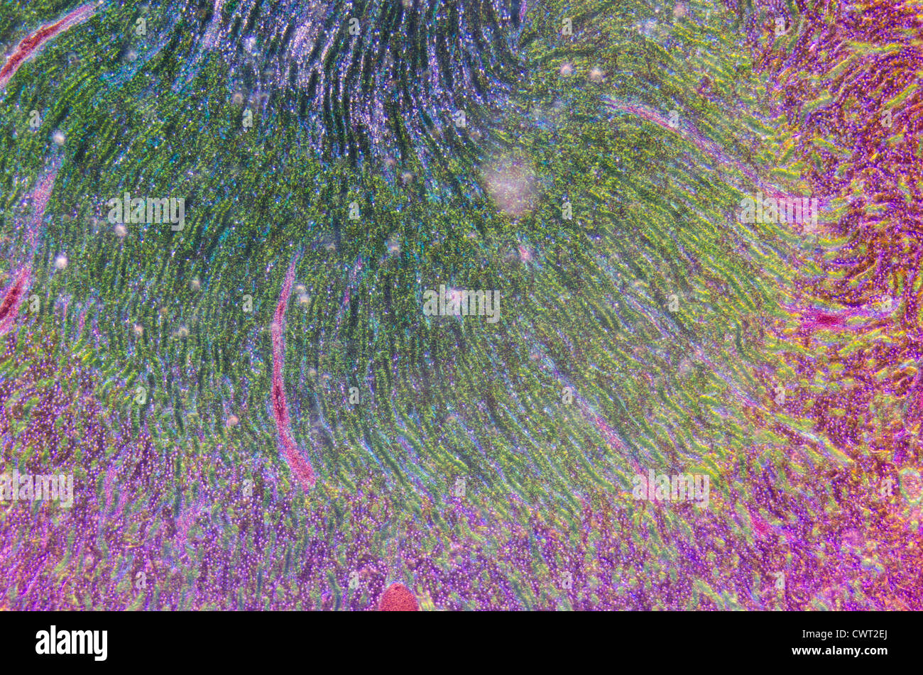 science medical anthropotomy physiology microscopic section of kidney ...