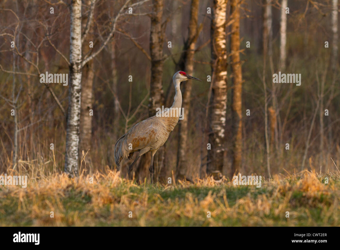 Sandhill Crane - Spring Stock Photo - Alamy
