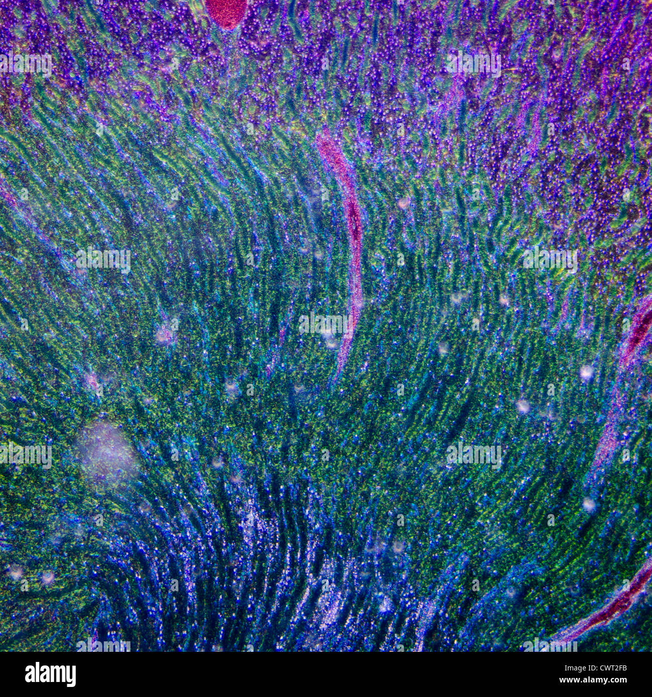 microscopic section of kidney tissue Stock Photo - Alamy