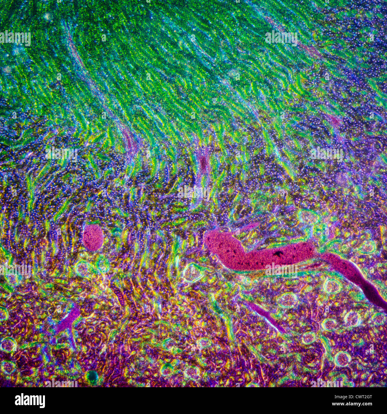 science medical anthropotomy physiology microscopic section of kidney ...