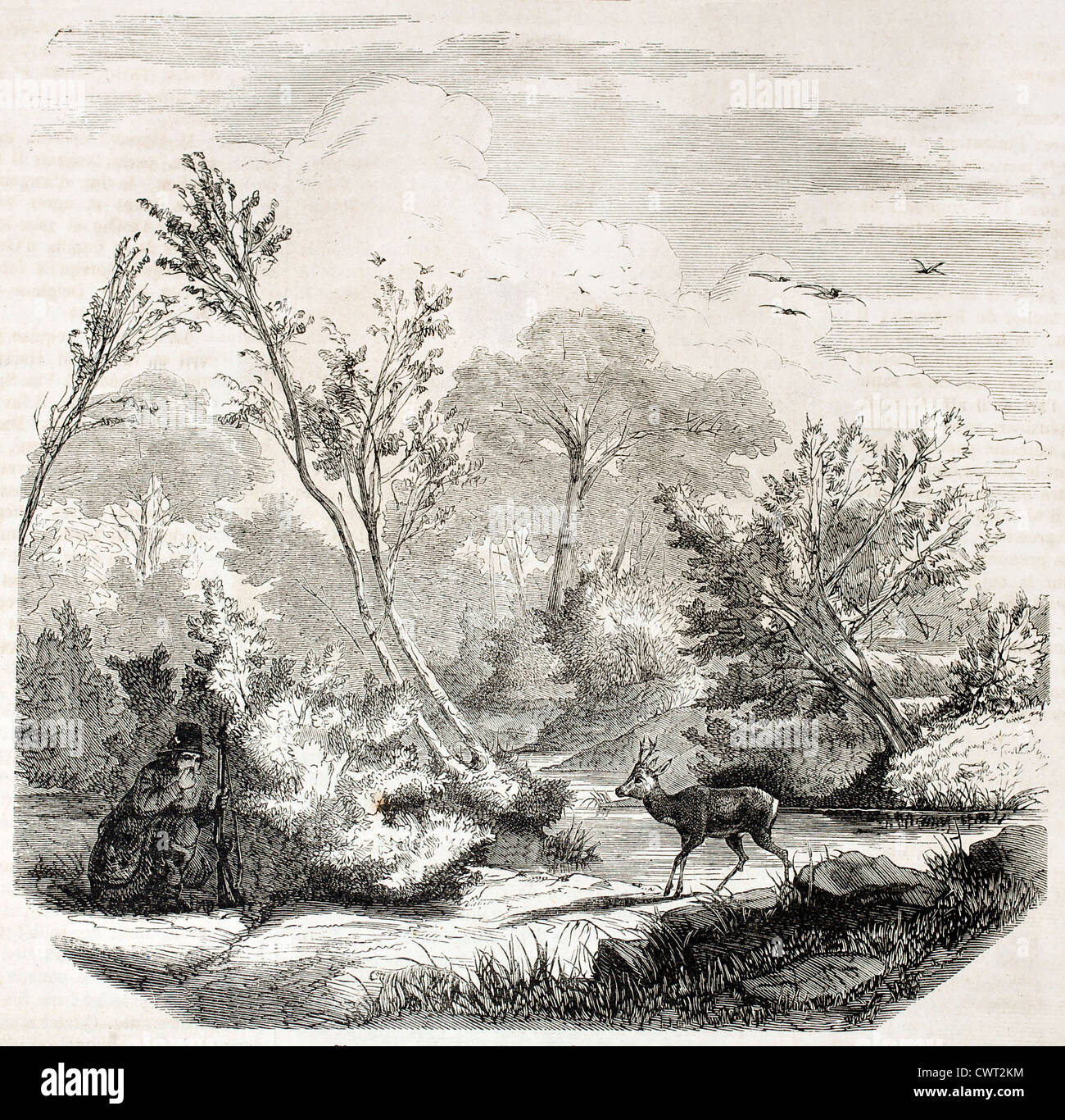 Ambush in roe hunting Stock Photo - Alamy