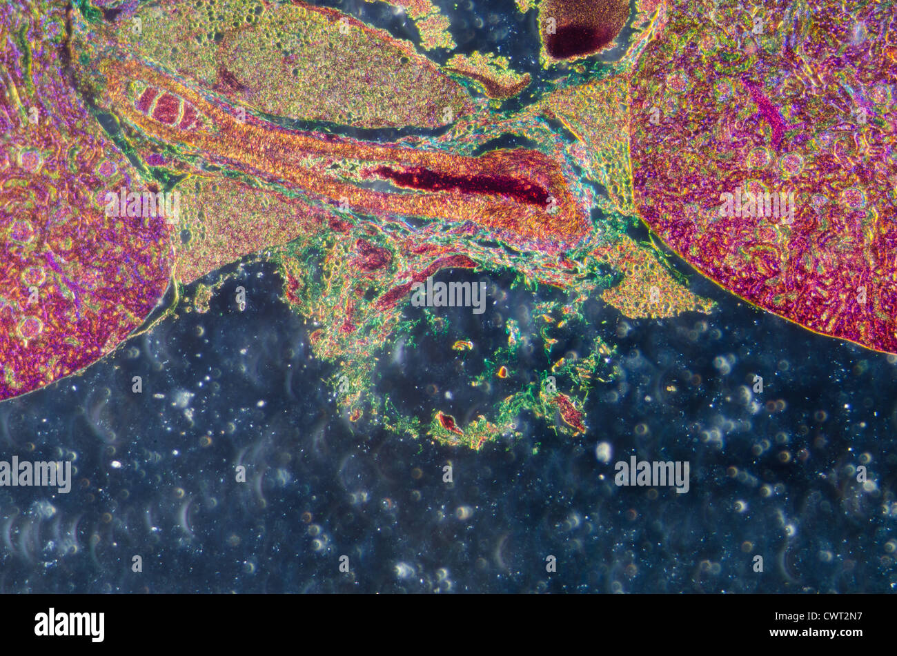 science medical anthropotomy physiology microscopic section of kidney ...