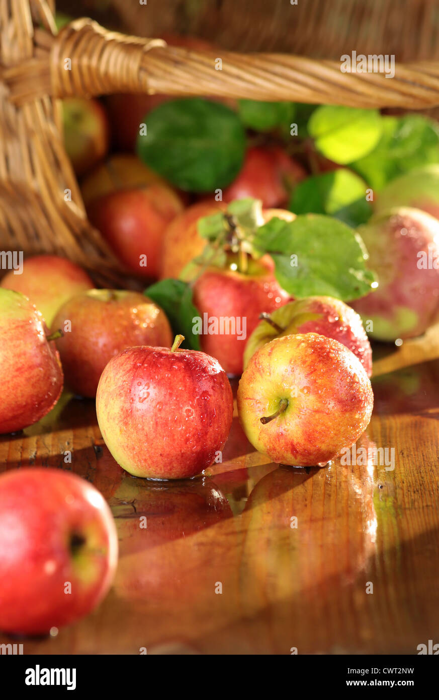 Basket of juicy apples on a wet table in the sun Stock Photo - Alamy