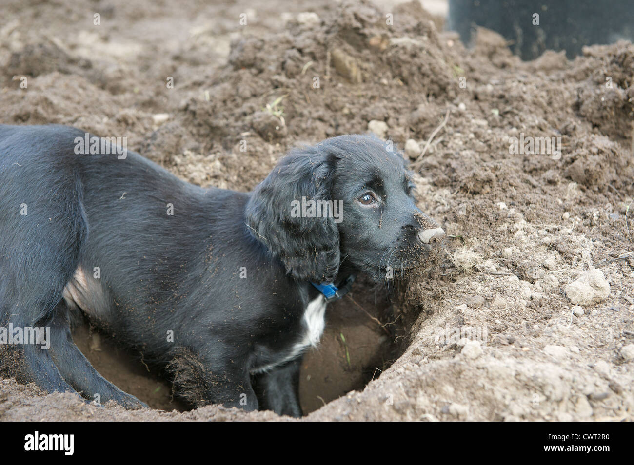 10 week old Working Cocker Spaniel puppy dog. Helping out with the ...