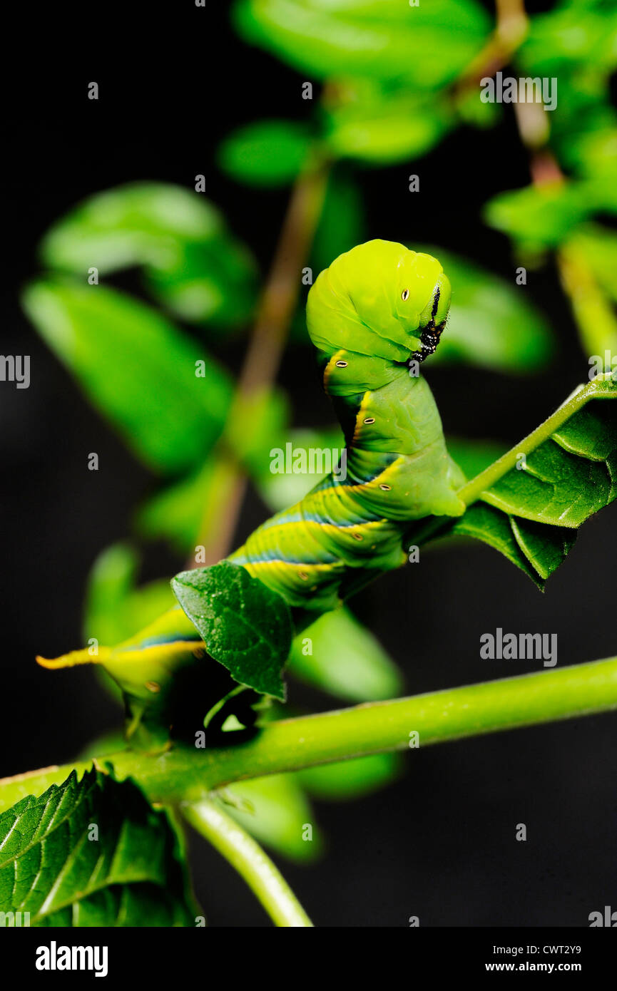 Green Caterpillar Close Up Stock Photos & Green Caterpillar Close Up ...