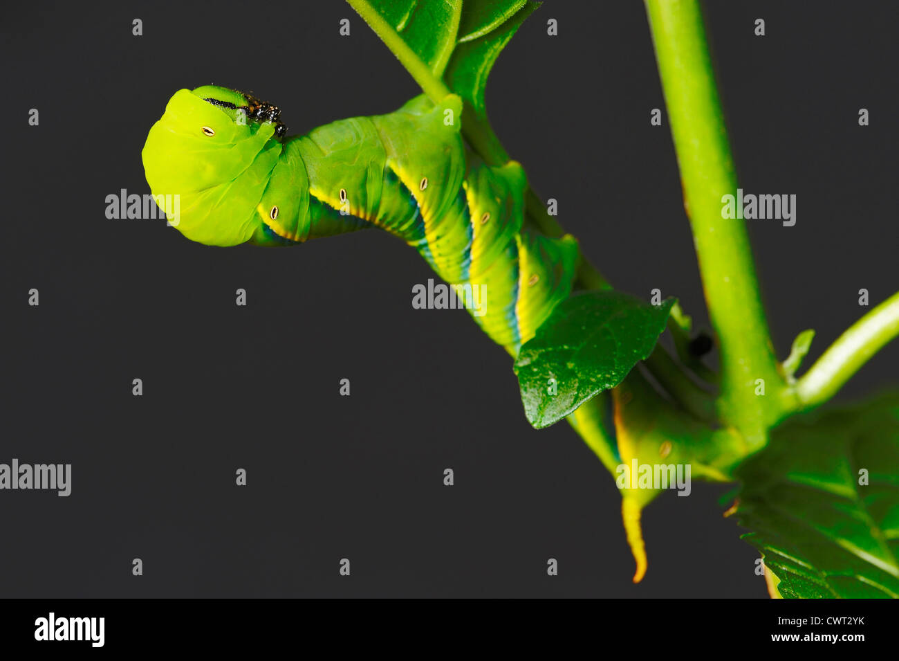 Caterpillar on tree hi-res stock photography and images - Alamy