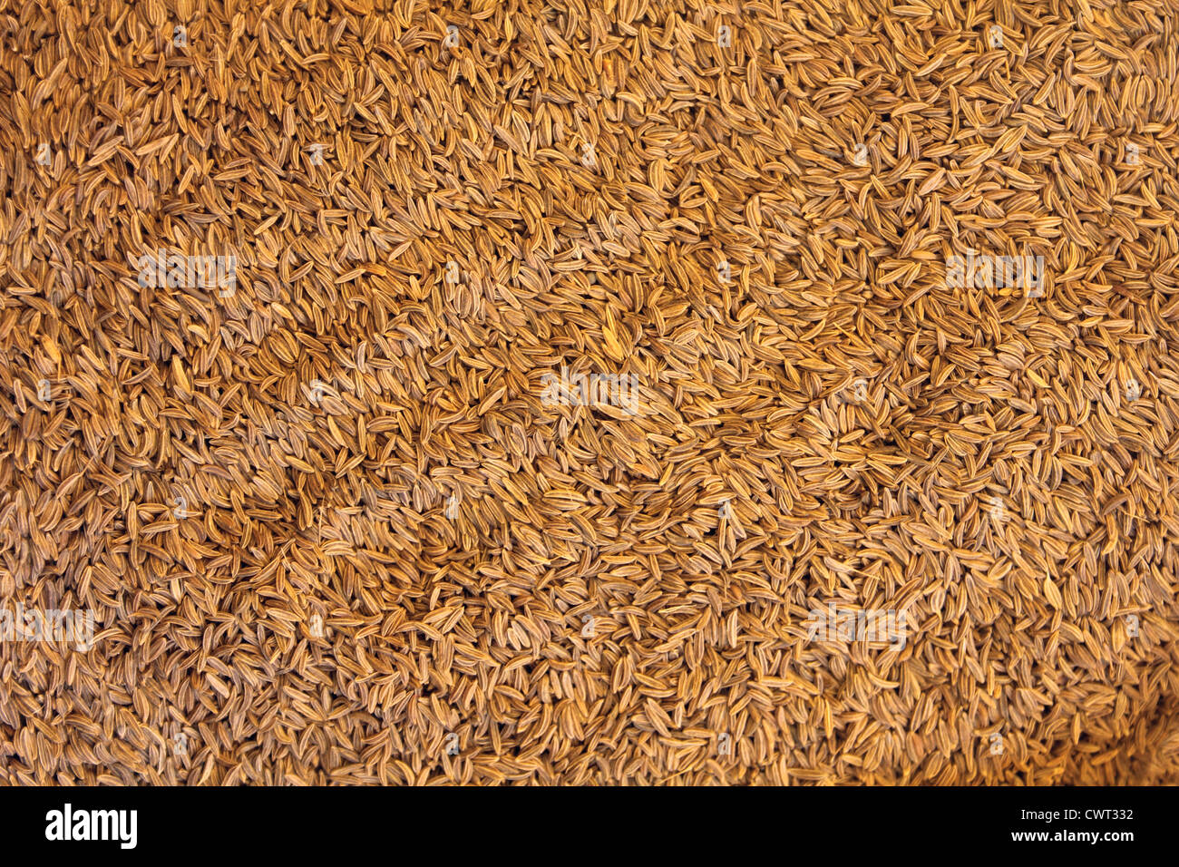 cumin seeds, jeera, cuminum cyminum Stock Photo - Alamy