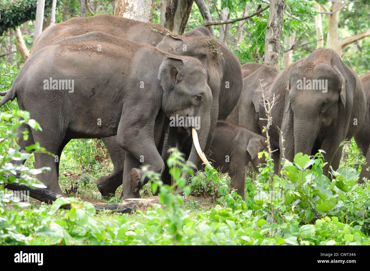Indian Elephants ( Elephas maximus indicus Stock Photo - Alamy Indian Elephants ( Elephas maximus indicus Stock Photo - Alamy