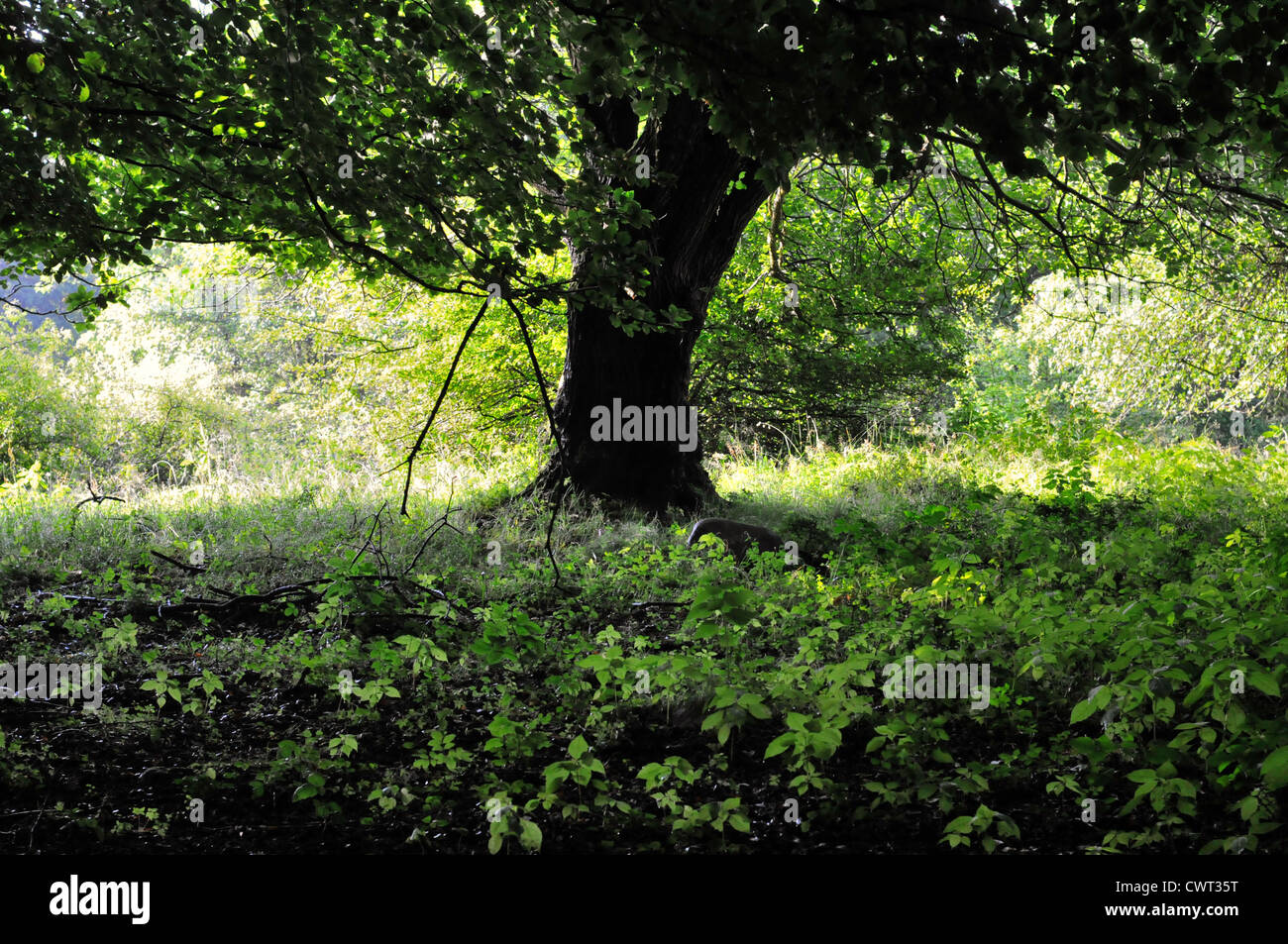 Solitary tree meadow hi-res stock photography and images - Alamy
