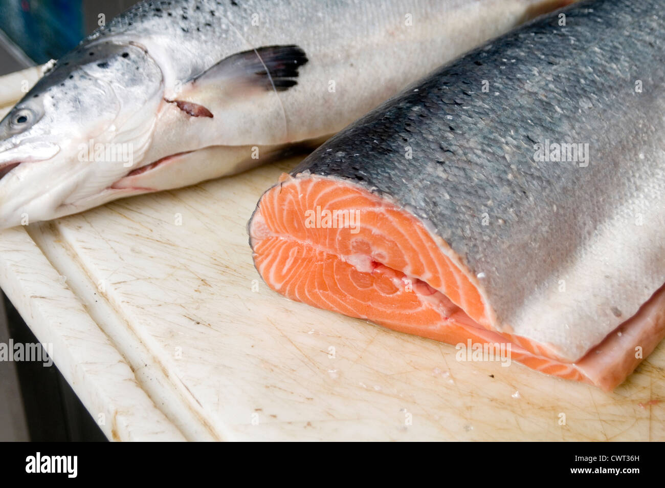 fresh samon pcb pcb's on cutting board fish levels dioxides dioxide ...