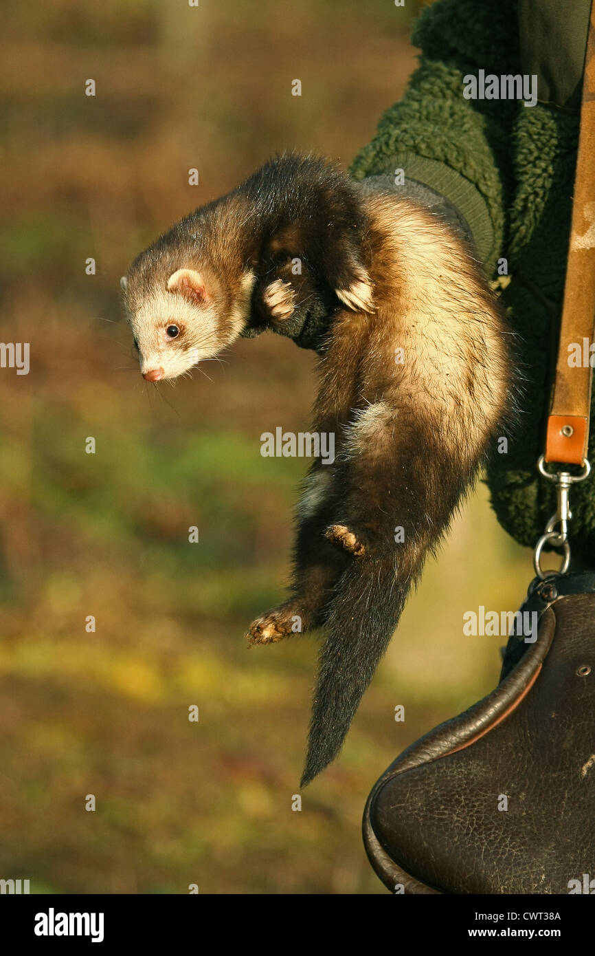 Carrying a ferret hi-res stock photography and images - Alamy